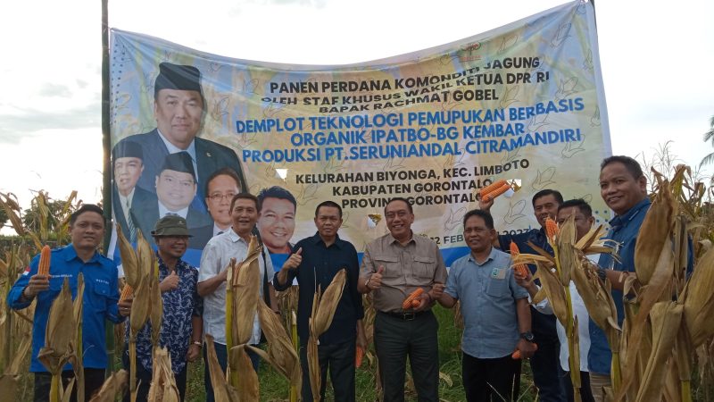 TKP-RG, UG, PT Seruniandal dan Pemuda Tani Gelar Panen Demplot Jagung ...